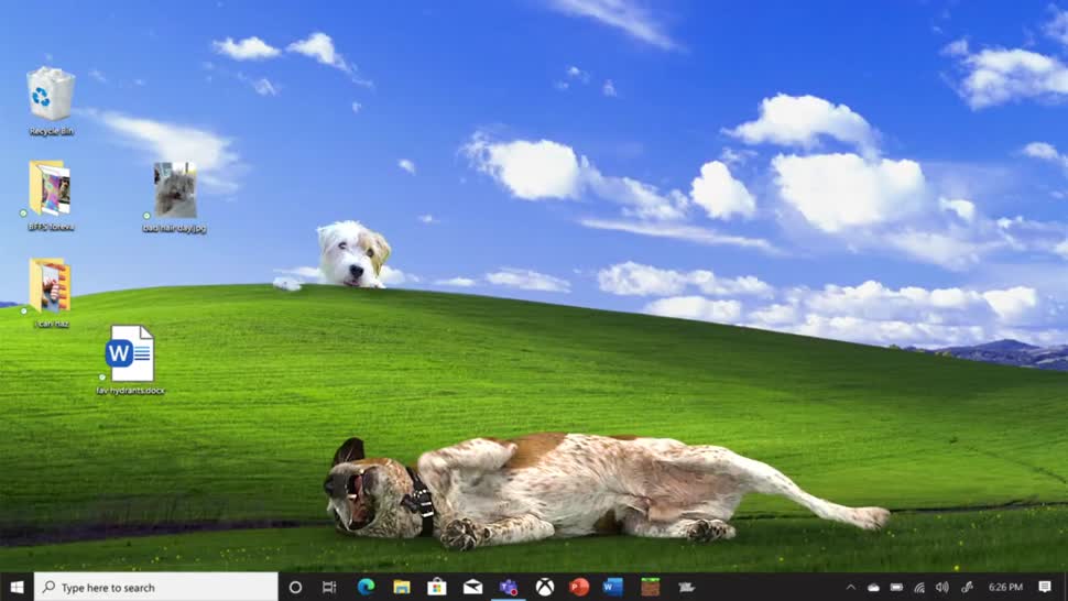 Microsoft Hund